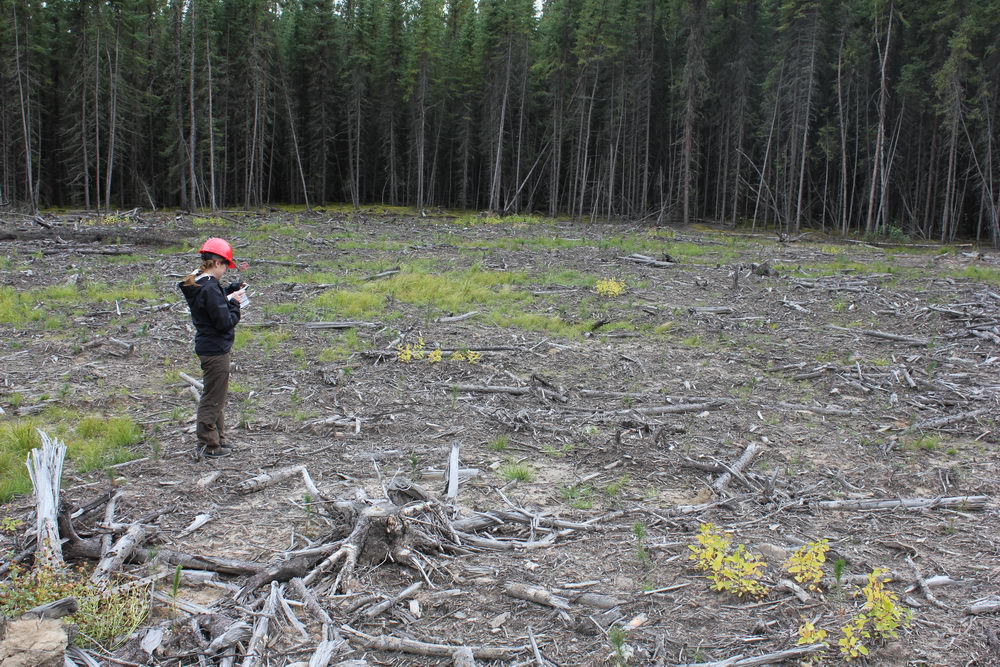 Forest Reclamation - Faster Forests Program, Alberta