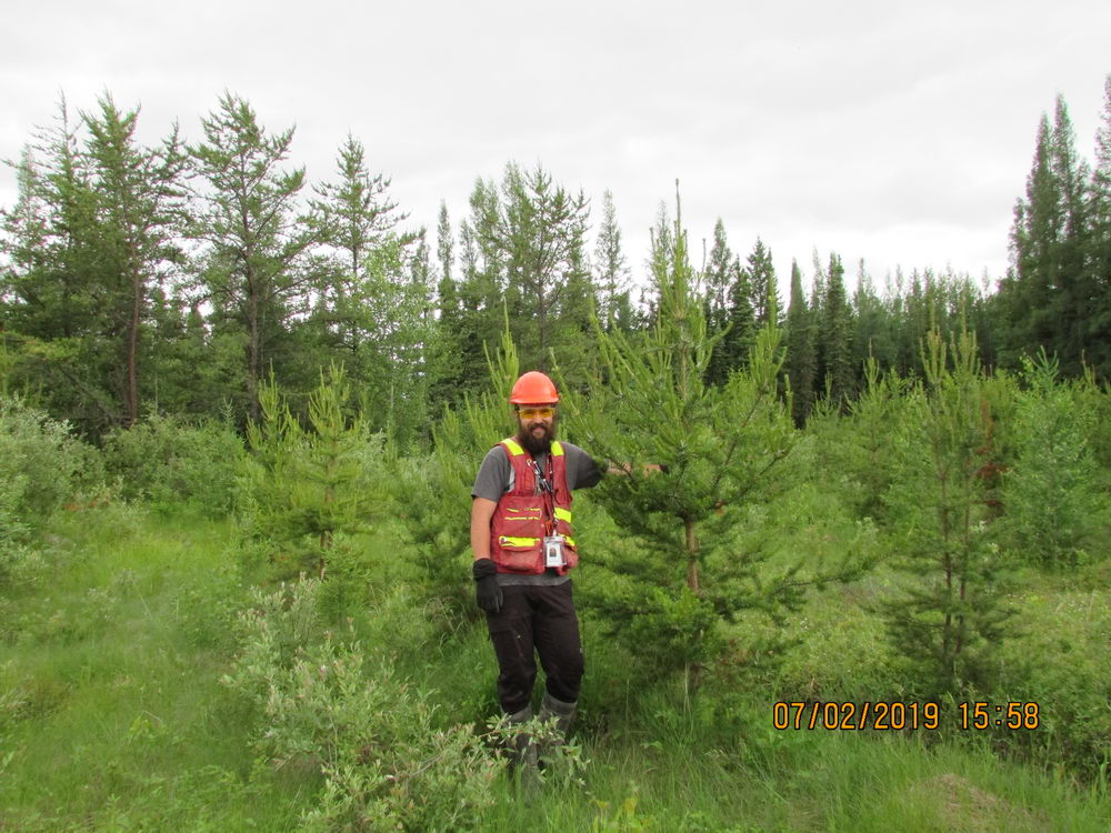 Forest Reclamation - Faster Forests Program, Alberta